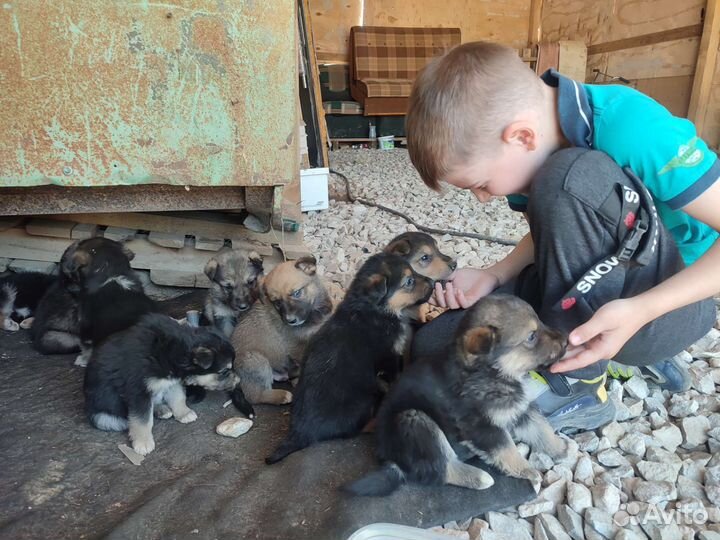 Щенки в добрые руки