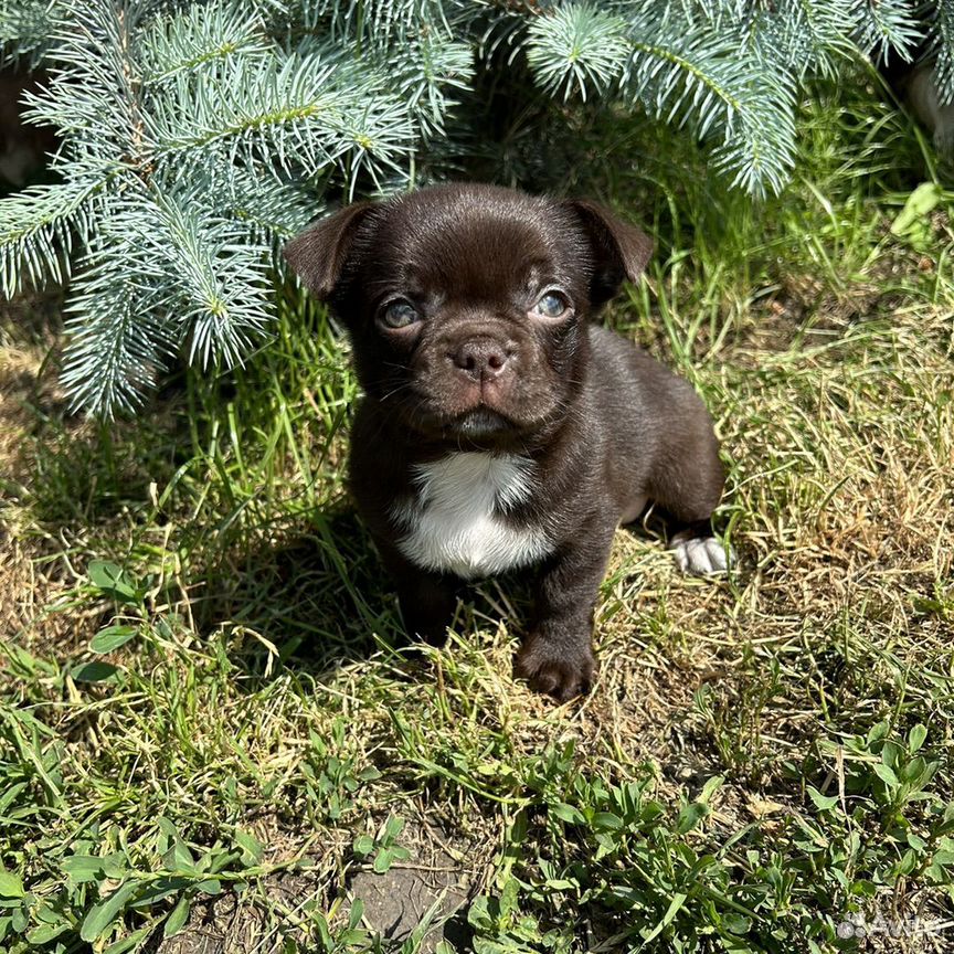 Чихуахуа шоколадные зайки