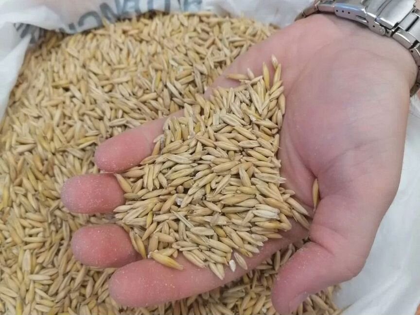 Гречиха, Кормовой овёс корма