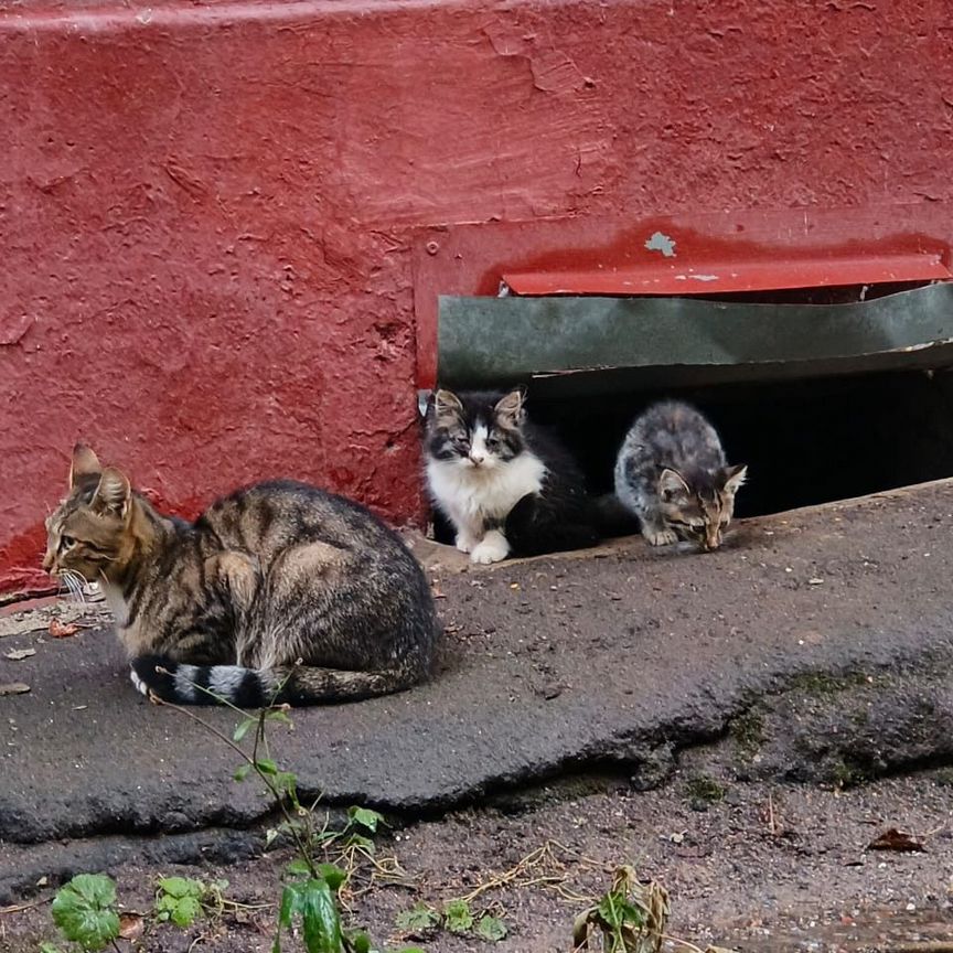 Котята