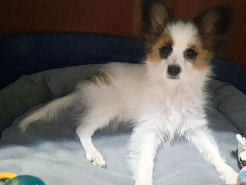 Щенки папийона