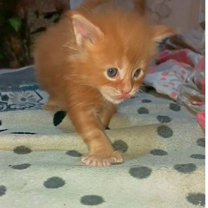 Котенок мейн кун полидакт