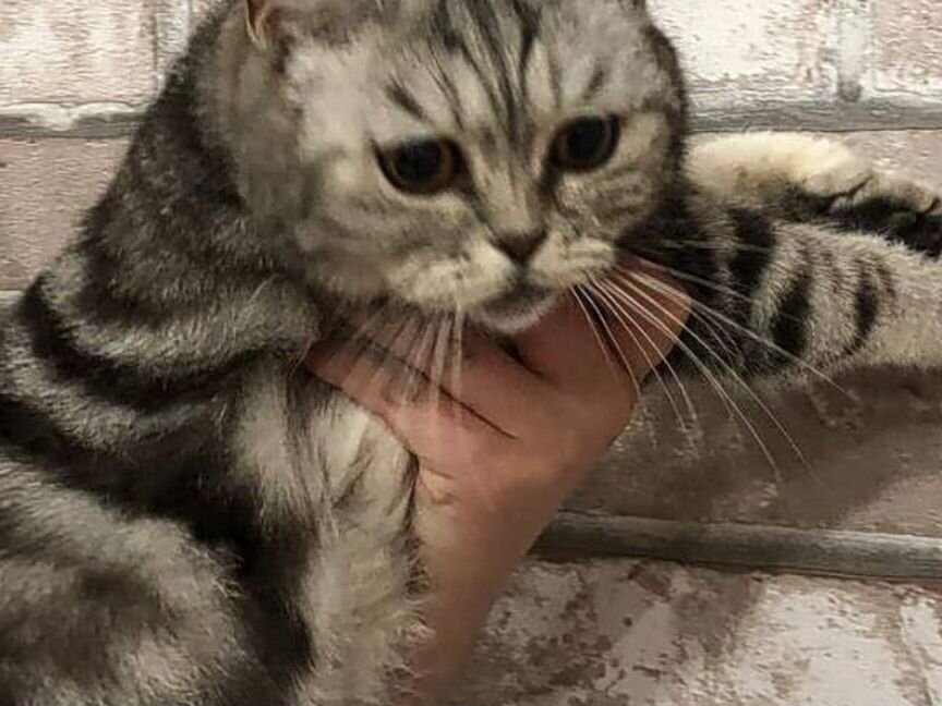 Шотландские котята