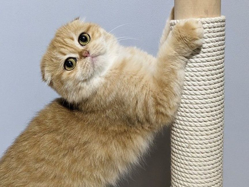 Золотая шиншилла кот
