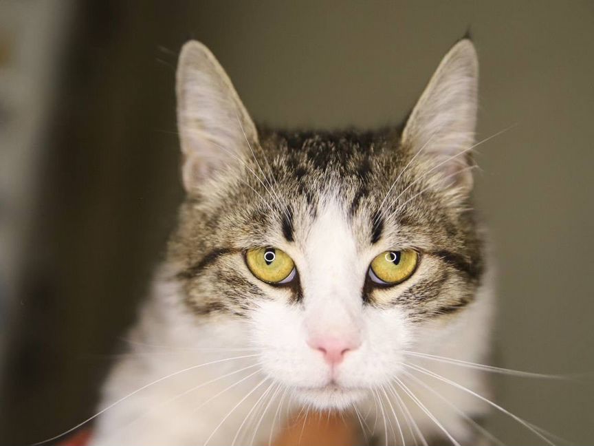 Кот Боня ласковый здоровый