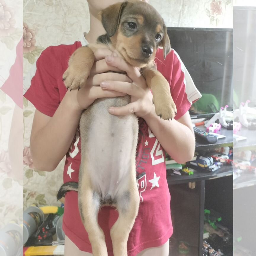 Щенки