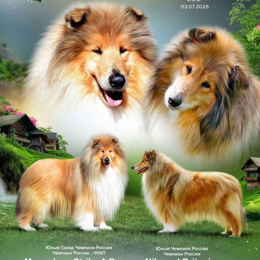 Щенки колли