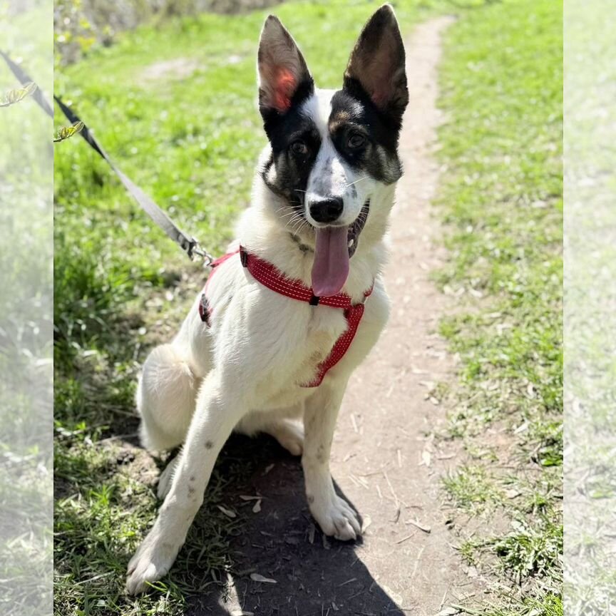 Щенок в добрые руки