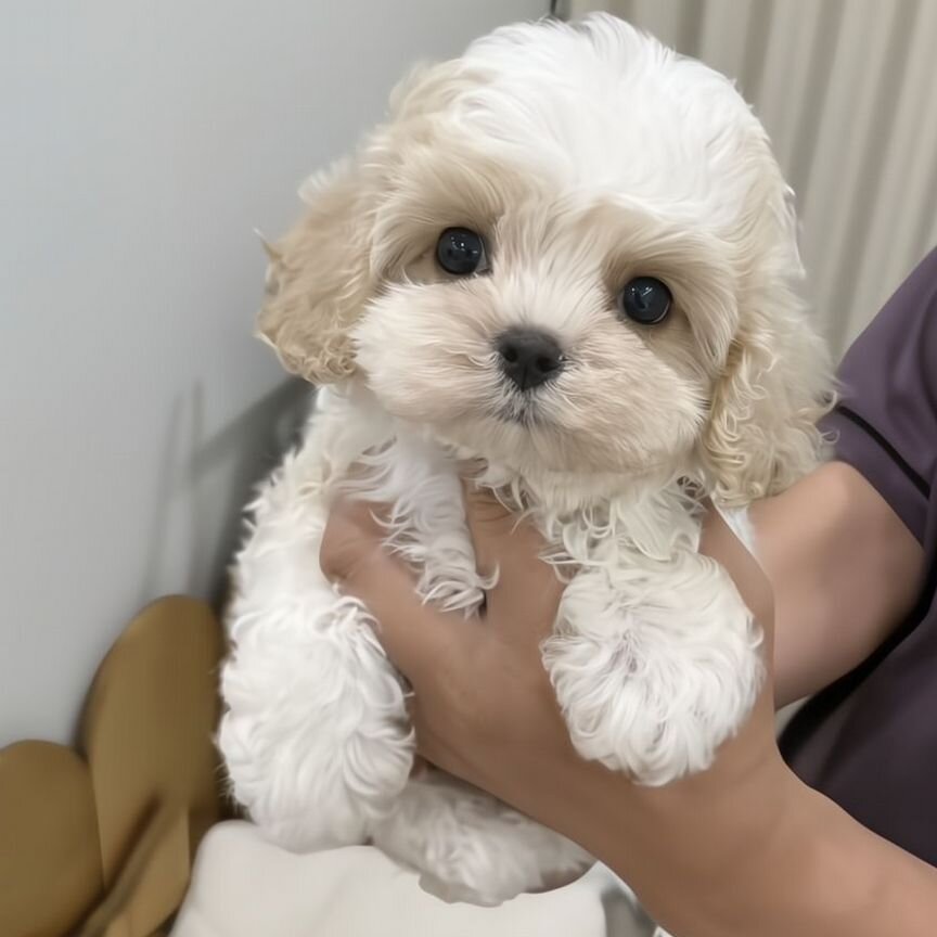 Мальтипу, щенок