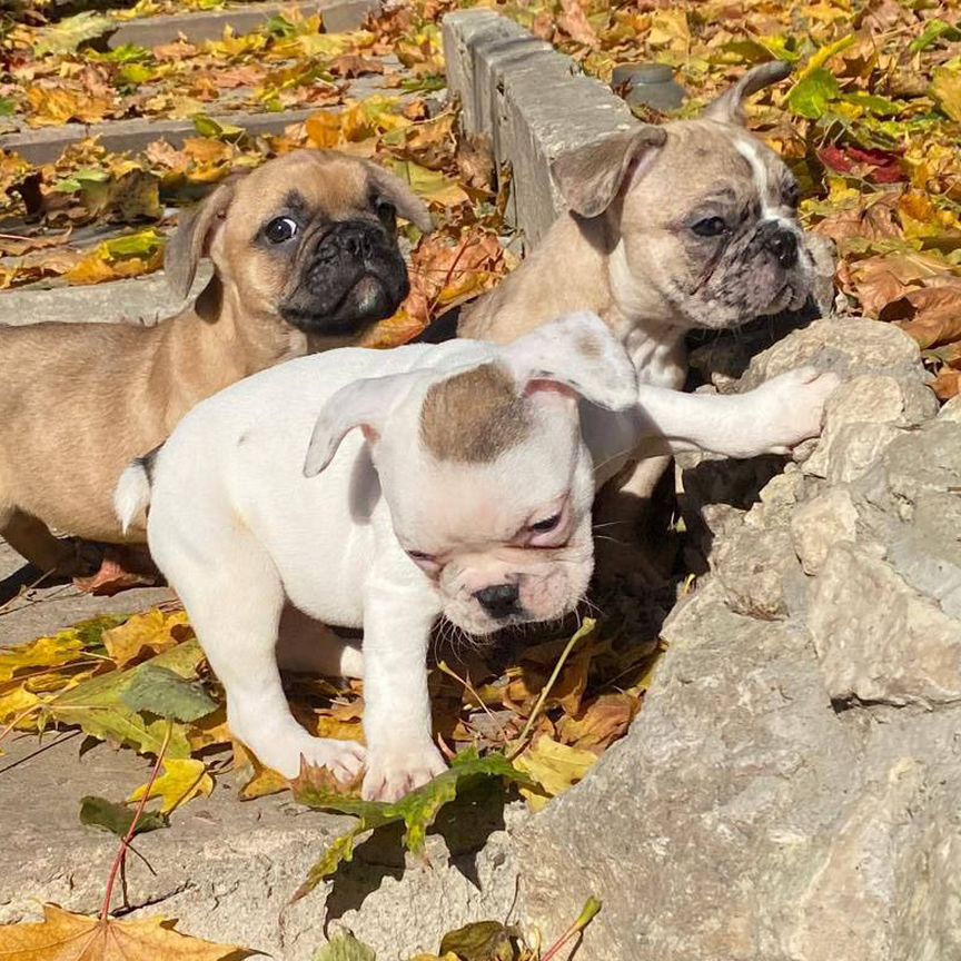 Французский бульдог, щенок