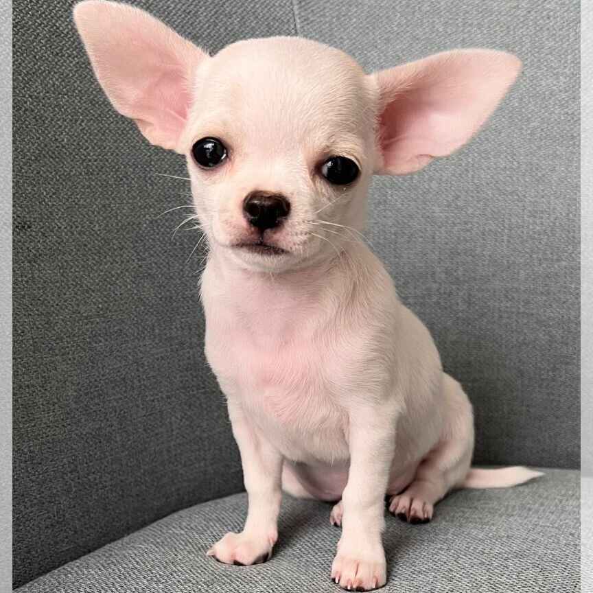 Чихуахуа, щенок