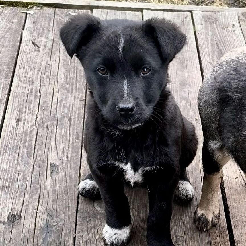 Щенок девочка в добрые руки