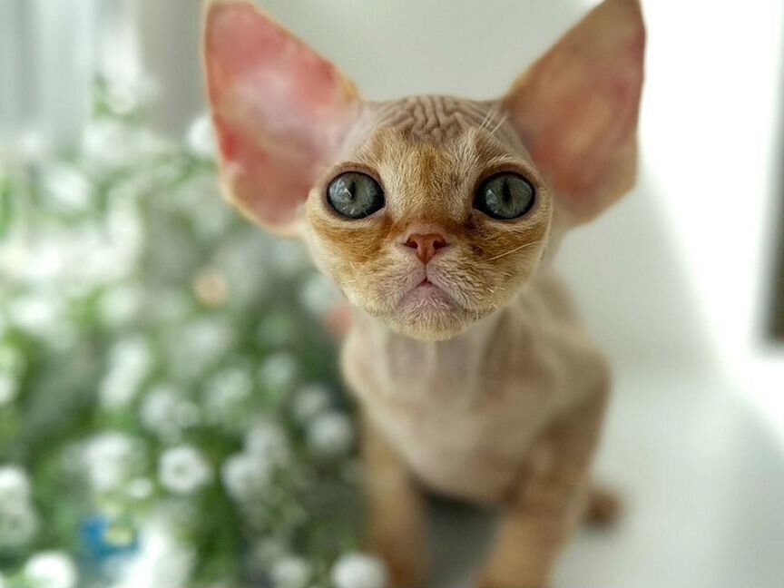 Купить котенка Девон - рекс