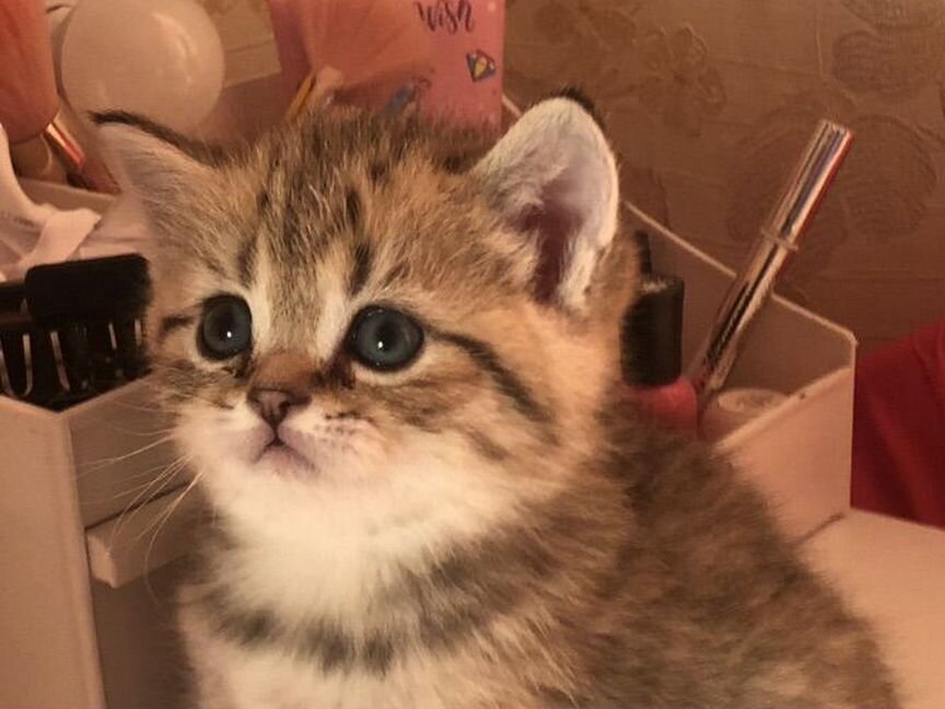 Продам шотландских котят