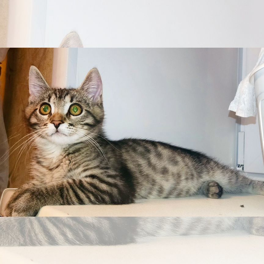 Котик в добрые руки мальчик