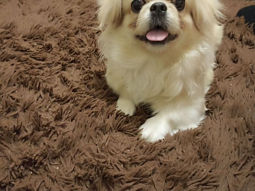 Щенки пекинеса