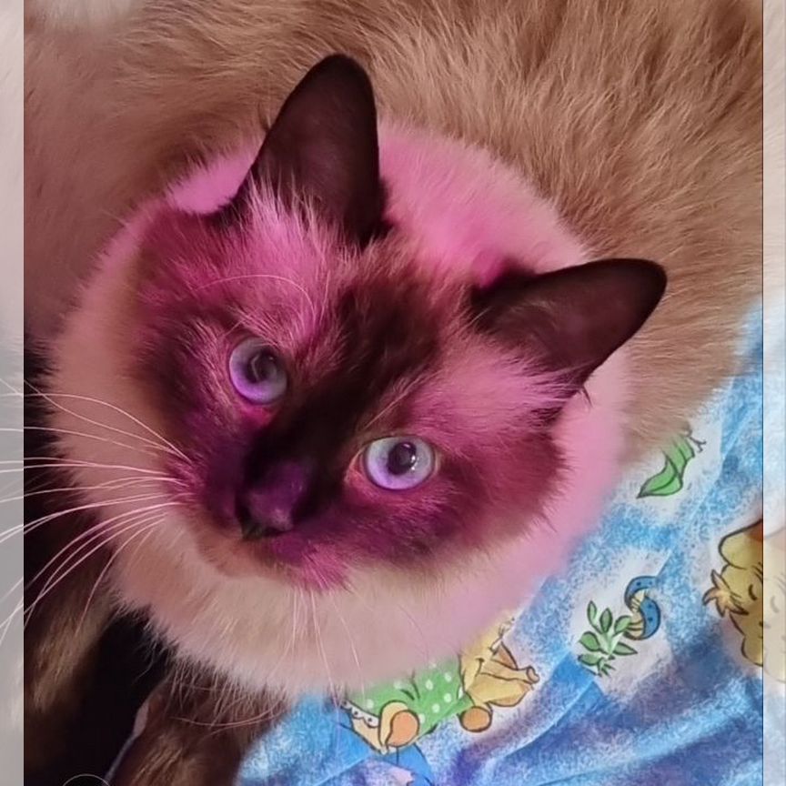 Невский маскарадные котята