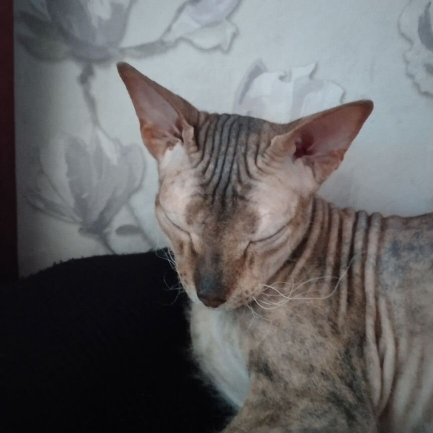 Сфинкс в добрые руки