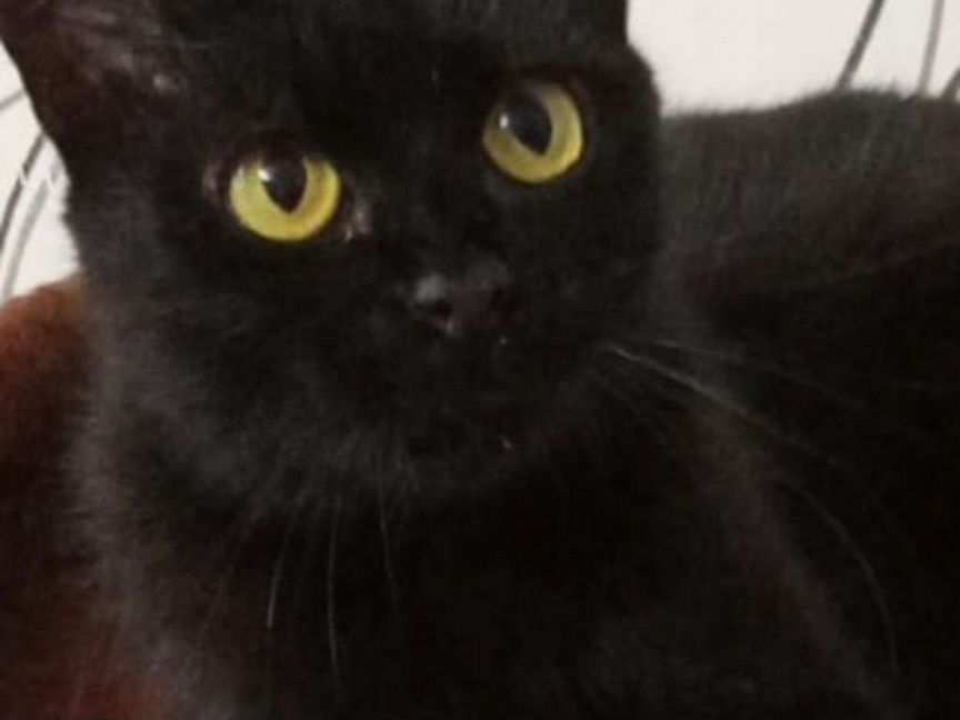 Умнющая жгучая брюнетка