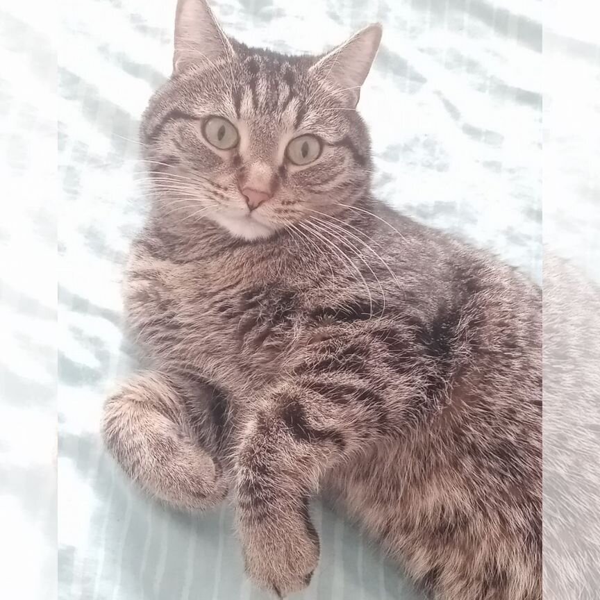 Кот