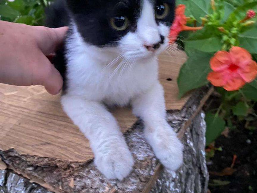 Котенок