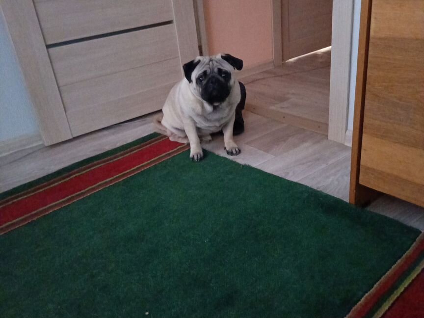 Продам мопса