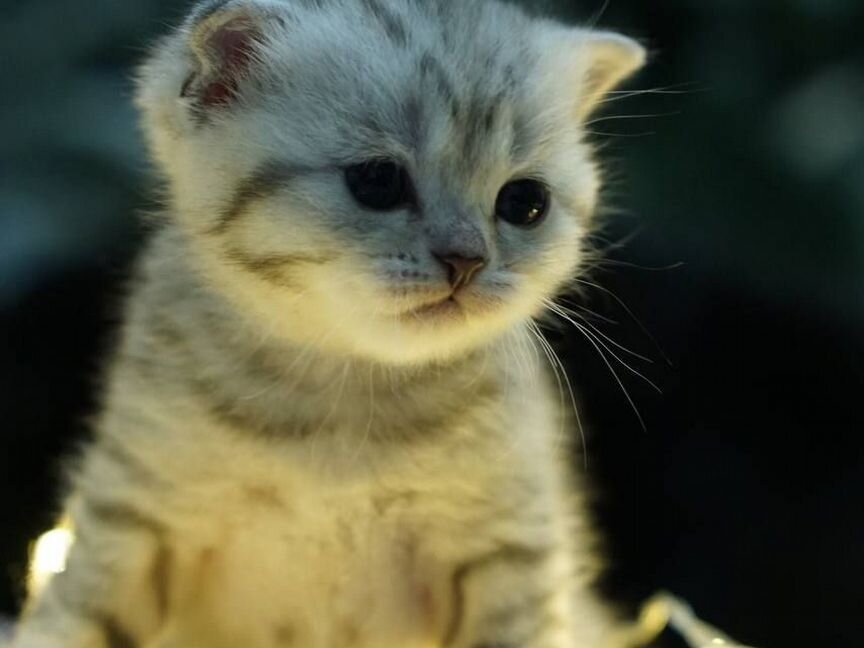Шотландские котята + пакет корма