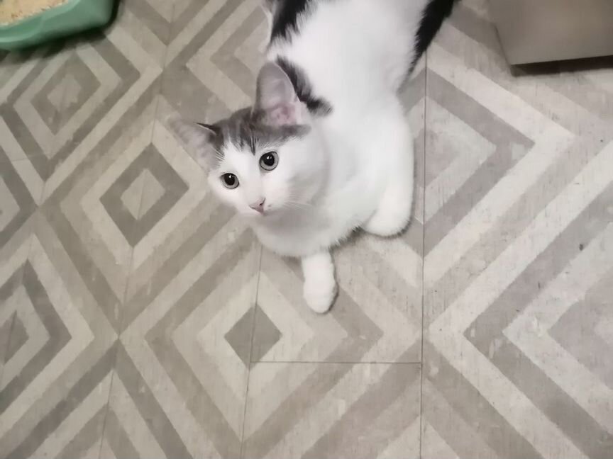 Котёнок 7 месяцев