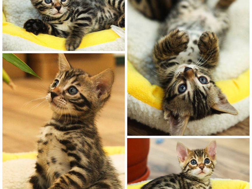 Бенгальские котята