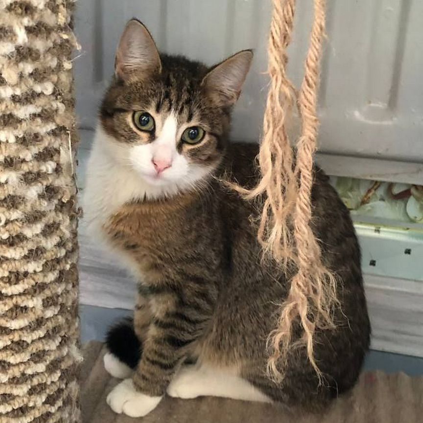 Котёнок в добрые руки