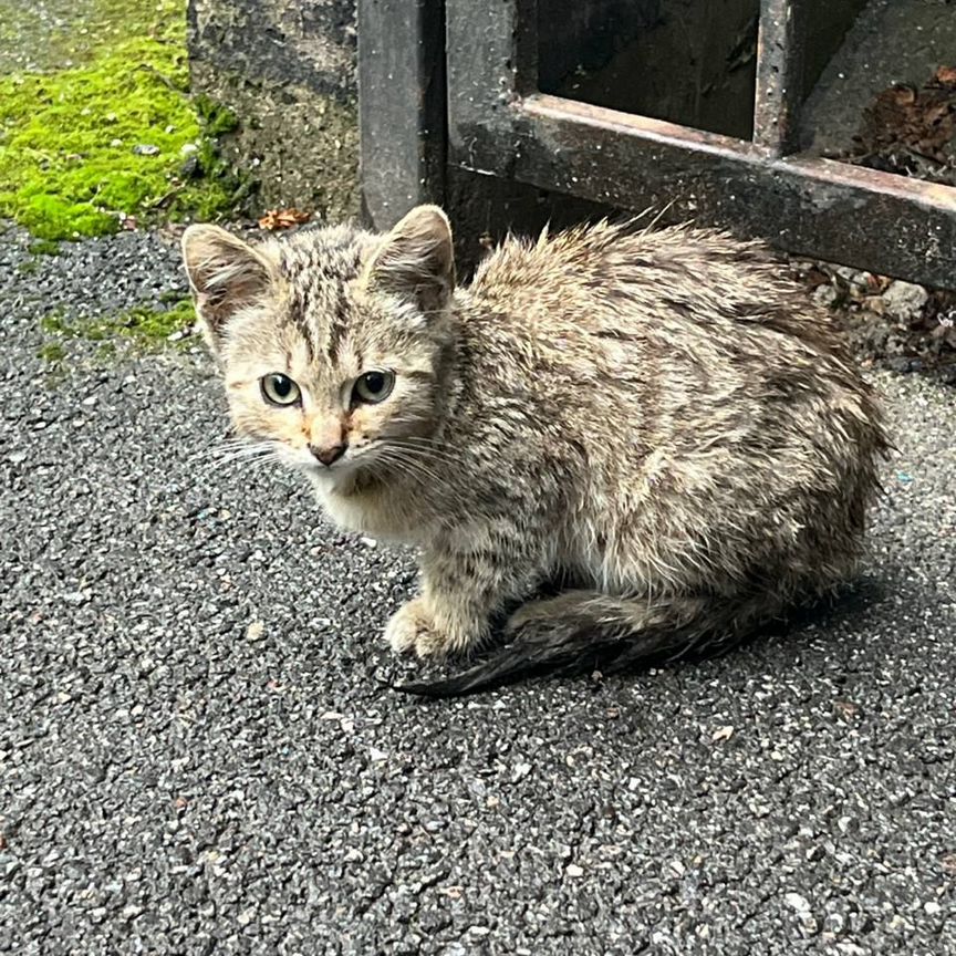 Котенок в добрые руки