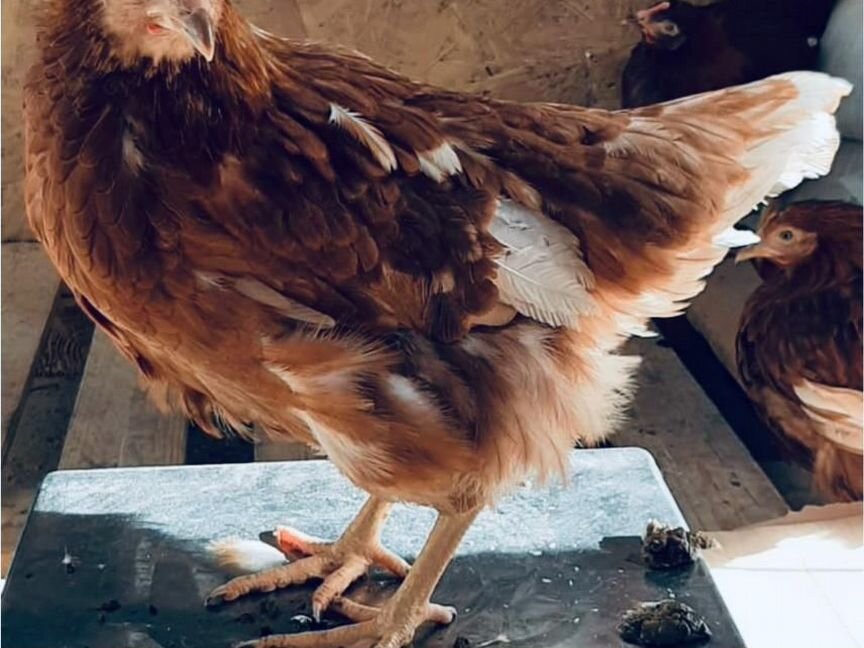 Куры молодки