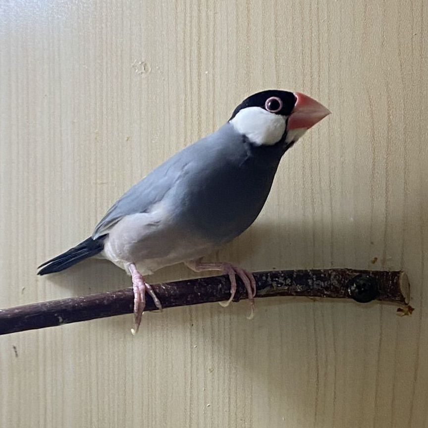 Самка рисовой амадины