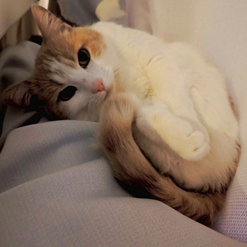 Взрослая, кошка в добрые руки