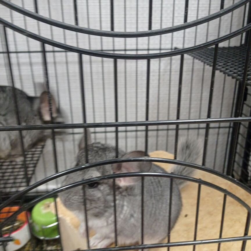 Продам шишиллу