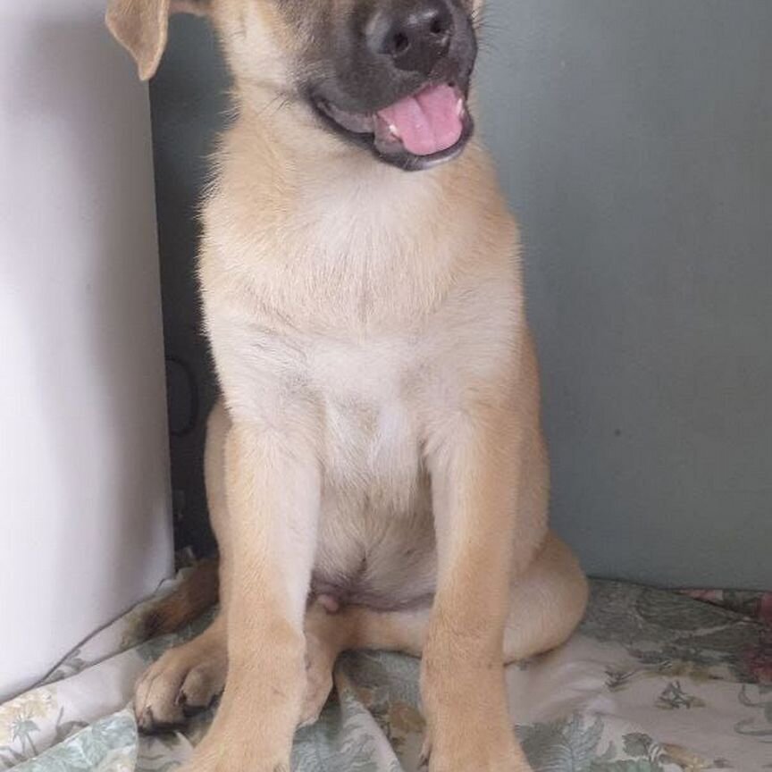 Мальчуган Арчи 3 месяца