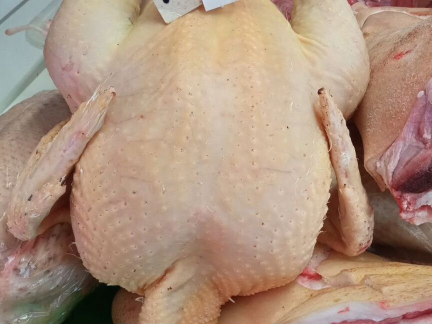 Курица домашняя Вымя, лёгкое, кости