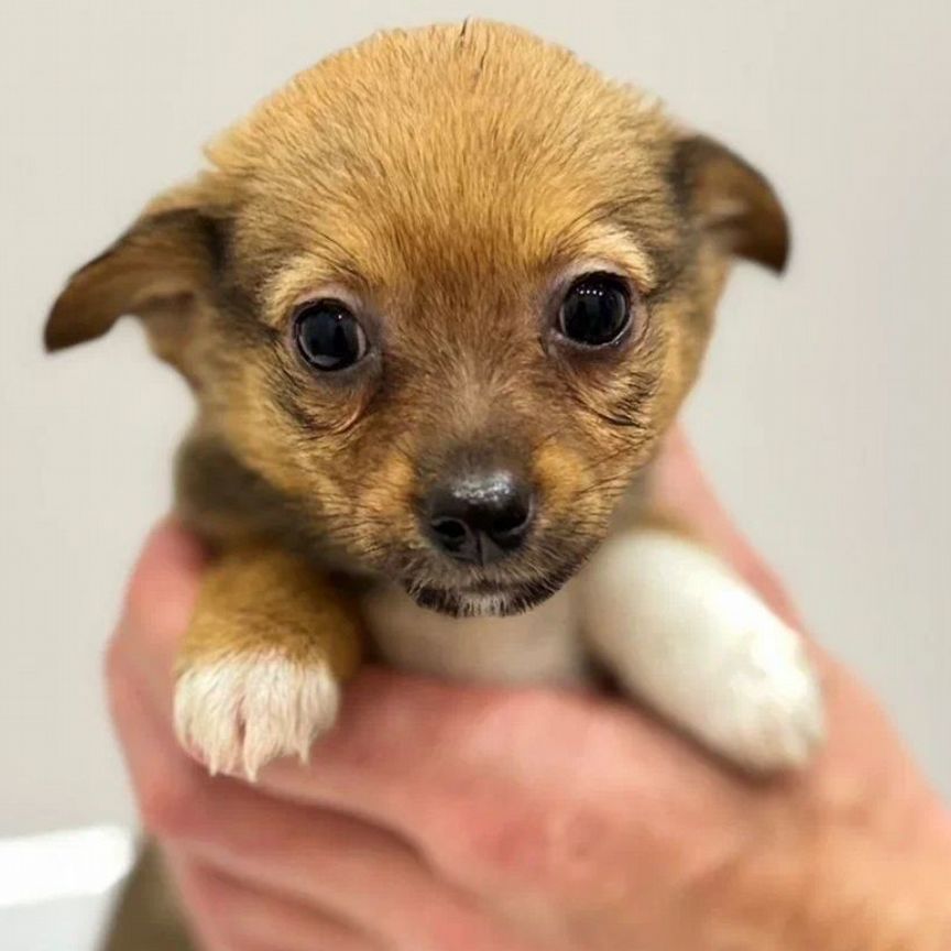 Щенок в добрые руки