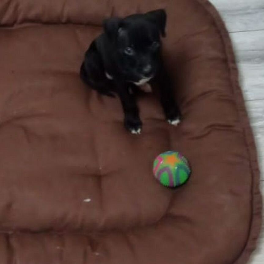 Американский стаффордширский терьер, щенок