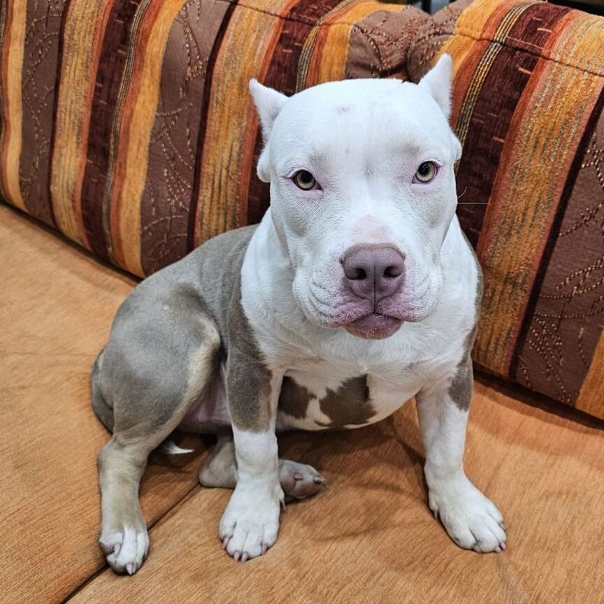 Американский булли, щенок