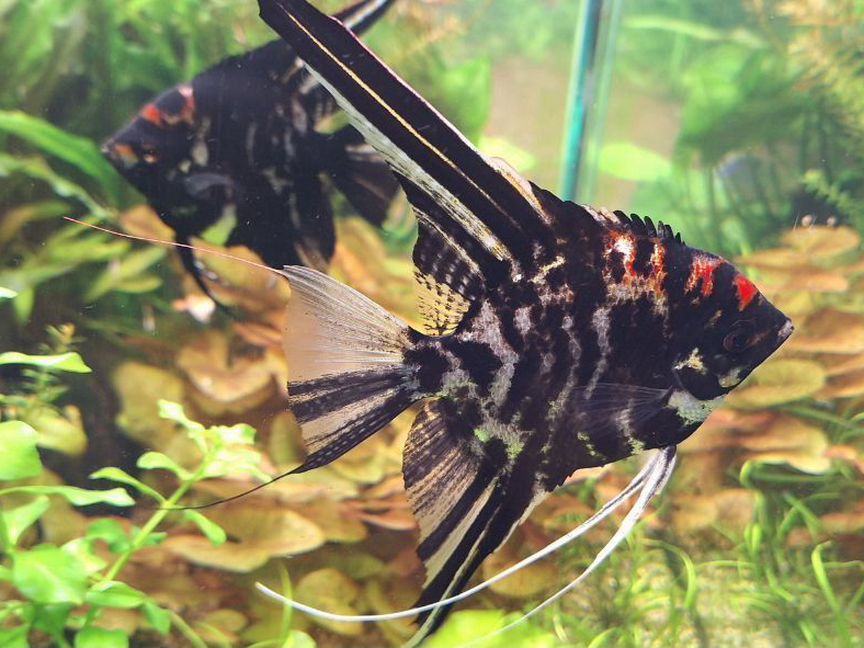 Пара взрослых скалярий