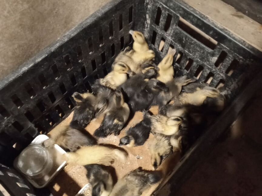 Утята домашние