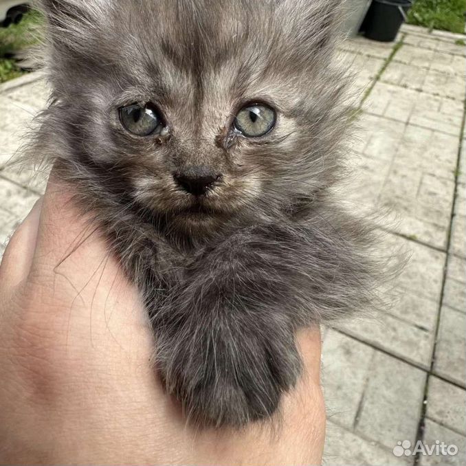 Крохотулечка ищет дом