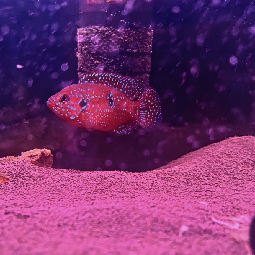 Хромис красавец взрослый