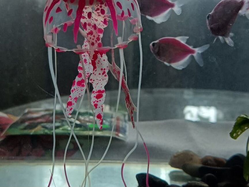 Медуза для аквариума