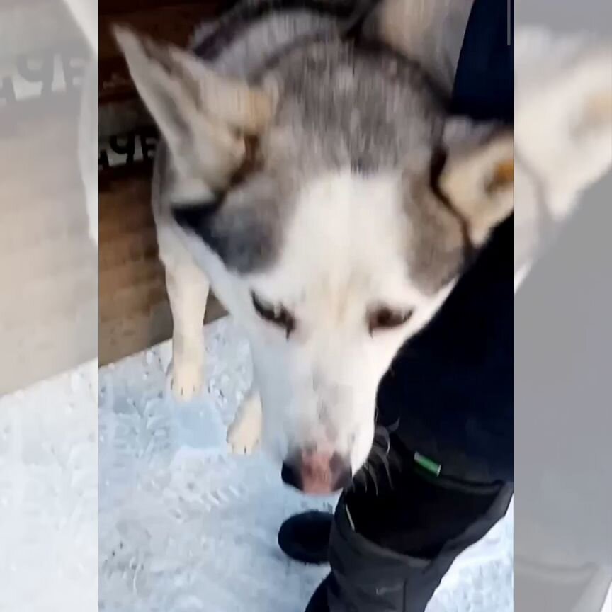 Сибирский хаски, взрослая собака