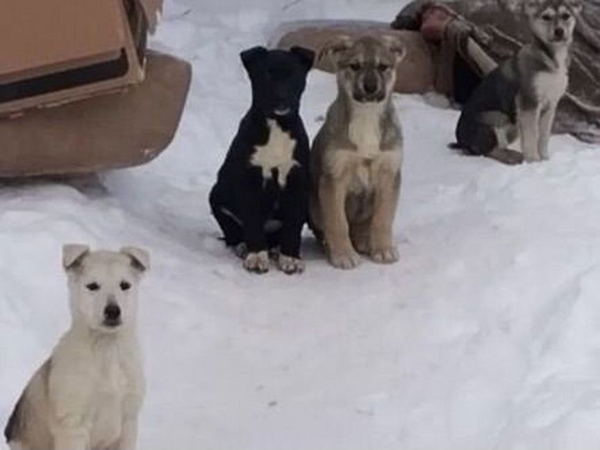 Щенок в добрые руки бесплатно