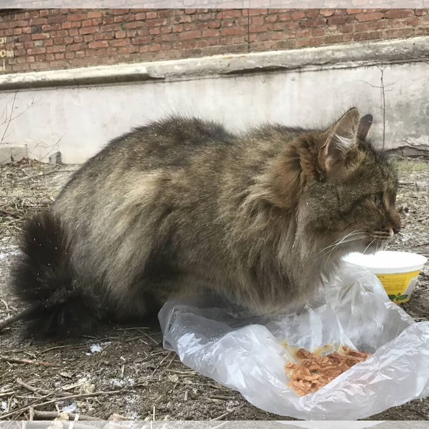 Дом расселяют, кошки останутся одни