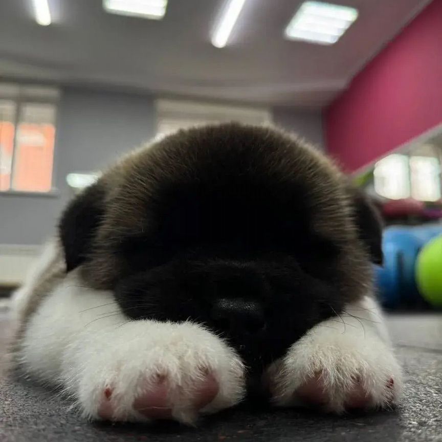 Американская акита, щенок