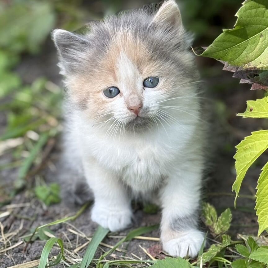Котёнок Зизу